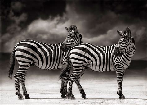 Atlas Gallery Fine Art Photographynick Brandt Atlas Gallery Fine