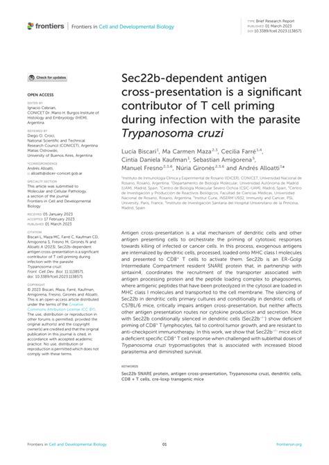 Pdf Sec22b Dependent Antigen Cross Presentation Is A Significant