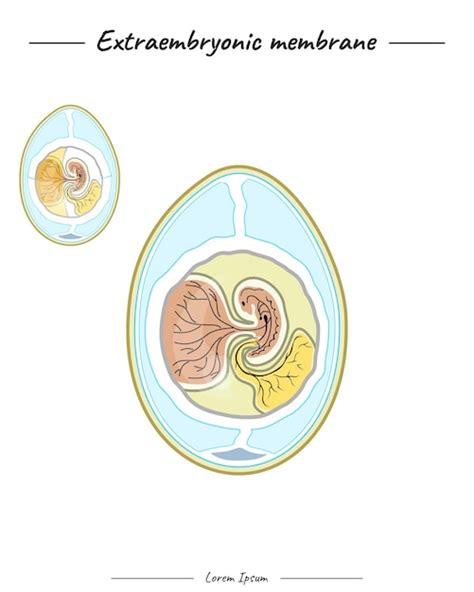 Premium Vector Extraembryonic Membrane Template