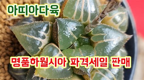 아띠아다육 명품하월시아 자구판매 파격세일판매반려식물 다육이 다육판매 多肉植物 Succulents 명품다육 명품