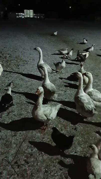 Птицам мороз не почём Youtube