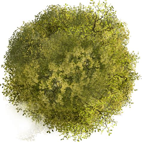 Png Tree Plan Vector Library Architecture Plan Tree Png