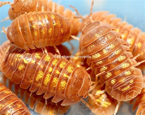 Exotic Isopods For Sale Uk Richards Inverts Translation Missing En
