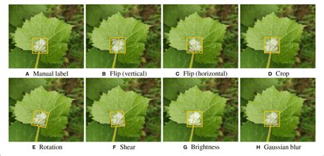 Examples Of Bounding Box Based Data Augmentation A Manual Label