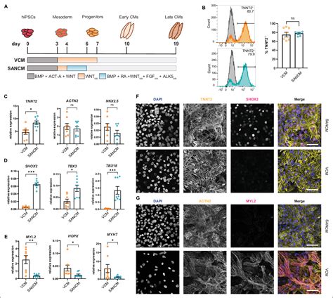 Figure 1 From A Single Cell Transcriptional Roadmap Of Human Pacemaker