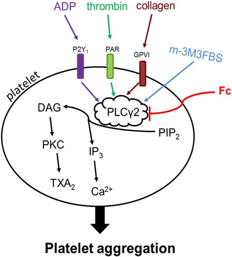Platelet Aggregation