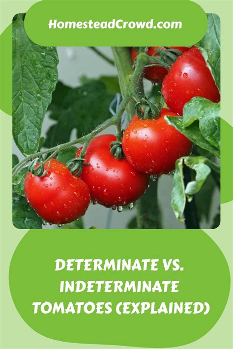 Best 13 Determinate Vs Indeterminate Tomatoes Explained Artofit