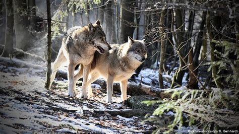 Wolves Flayrah