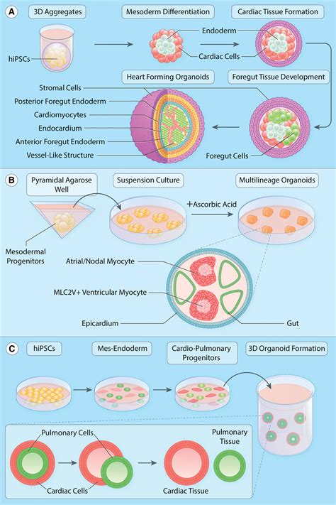 Alliance Of Heart And Endoderm Multilineage Organoids To Model Co Development Circulation
