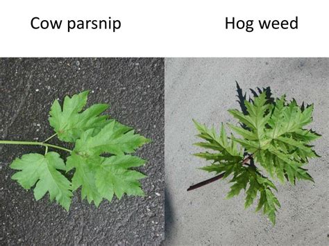 Ppt Cow Parsnip Hog Weed Powerpoint Presentation Free Download Id2677142