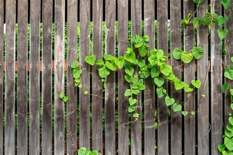 녹색 잎 아이비가있는 오래된 나무 울타리 문 나무 판자 문 텍스처 배경에 자란 식물 0명에 대한 스톡 사진 및 기타 이미지 0명 갈색 갈색 배경 Istock