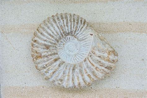 Animal Shell High Angle View Animal Themes Petrification Fossils Sea Life Beach Nature