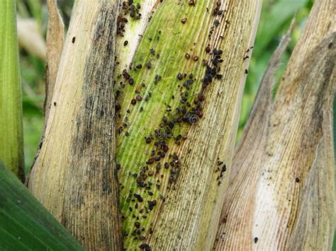 Pests On Corn In Natural Conditions Aphidoidea Close Up Stock Image