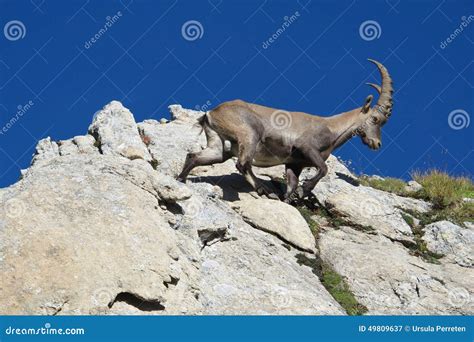 Alpine Ibex Climbing