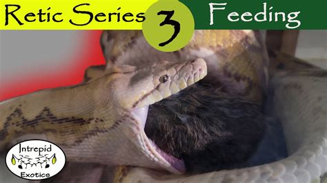 🟢reticulated Python Diet And Feeding Youtube
