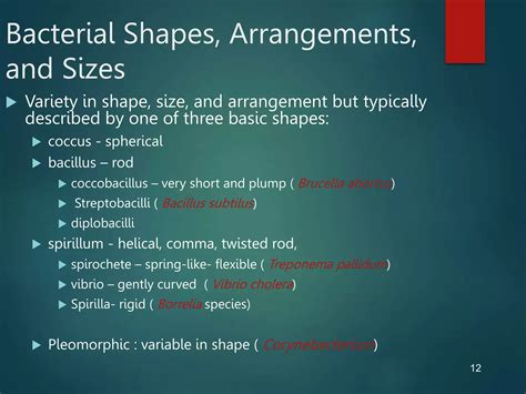 Bacterial Cell Structure And Function 1 Ppt