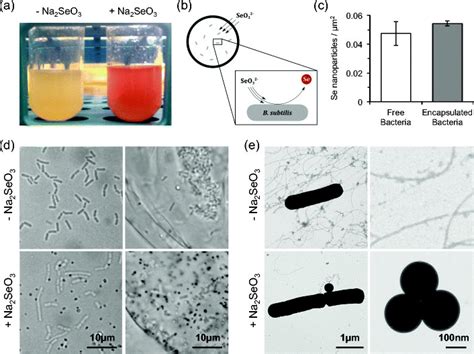 Conversion Of Soluble Selenite Na2seo3 To Elemental Selenium Se By
