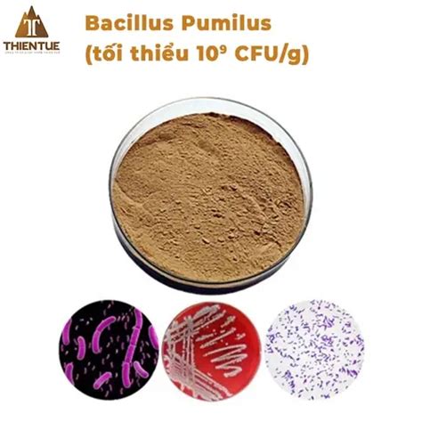 Bacillus Pumilus Tối Thiểu 109 Cfug Thiên Tuế