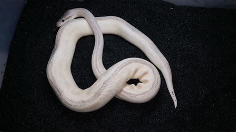 Super Spider Ball Python