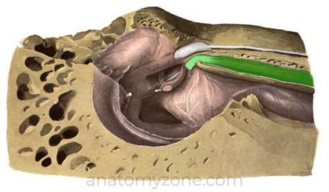 Boundaries Of The Middle Ear Ossicles Boundaries Eustachian Tube
