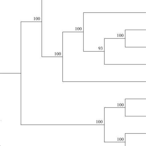 the maximum likelihood ml tree inferred from 12 complete chloroplast