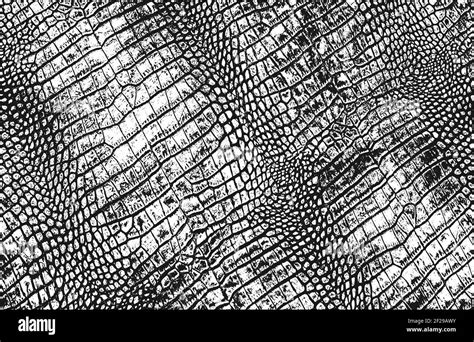 Alligator Skin Texture Vector