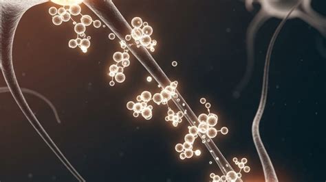 Neocortex Vs Cerebral Cortex The Differences And Functions