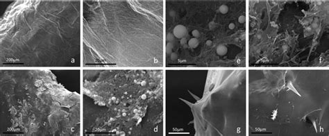 Scanning Electron Micrographs Showing The Peritrophic Matrix Pm Of