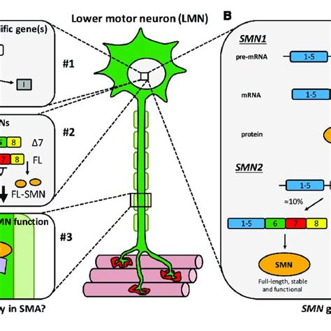 Antisense Oligonucleotide Targeting Of Smn2 Splicing And Sod1 Download Scientific Diagram