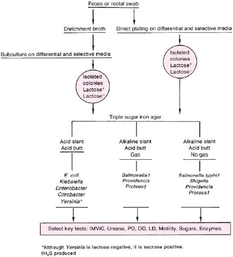Flow Chart Of Specimen Collection And E Isolation Download Frontiers