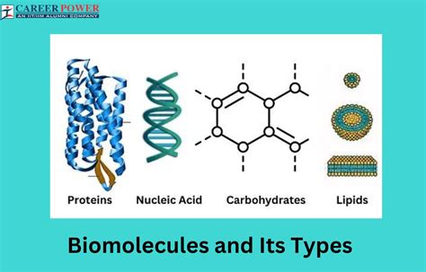 Carbohydrates Function