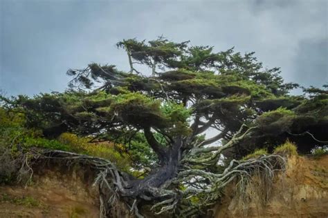 Don T Miss Your Chance To See The Tree Of Life That Clings Precariously To Washington S Coast