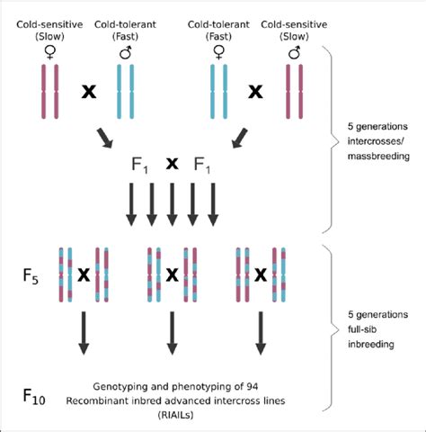 Crossing Scheme For The Generation Of The Riail Mapping Population Download Scientific Diagram