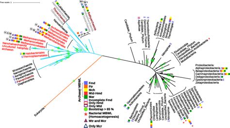 maximum likelihood ssu rrna phylogeny based on the last tree of life