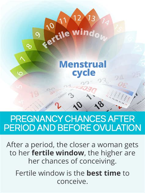 Chances Of Getting Pregnant Around Period And Ovulation SheCares