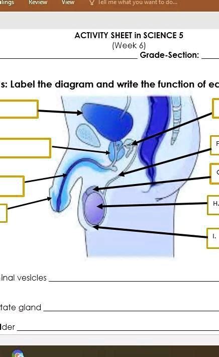 solved label the diagram and write the function of each part below