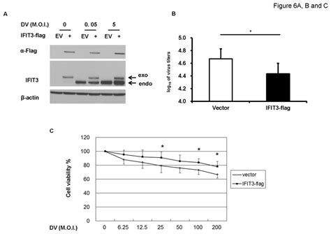 Overexpression Of Ifit3 Significantly Enhanced Cell Survival And