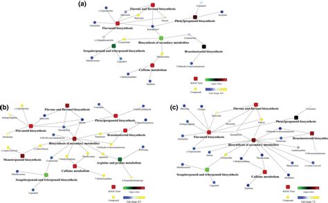 metabolic correlation network diagrams at three harvesting periods a