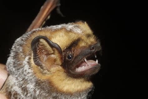 Table Of Bat Species In Bc And Their Roosting Preferences