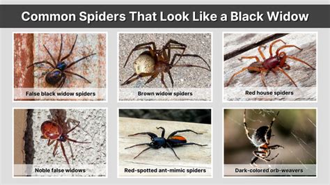 Spider That Looks Like A Black Widow Id And Common Look Alikes