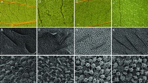 Lm Figures And Sem Micrographs Of The Abaxial Leaf Surface Of Cornus