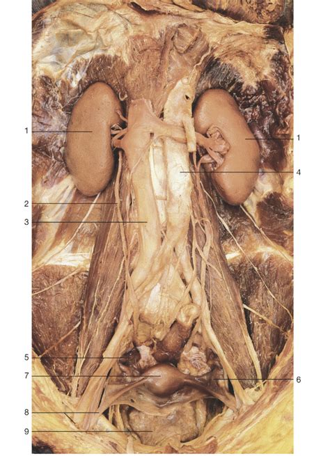 Retroperitoneal Organs Of The Female In Situ Anterior Aspect Diagram Quizlet