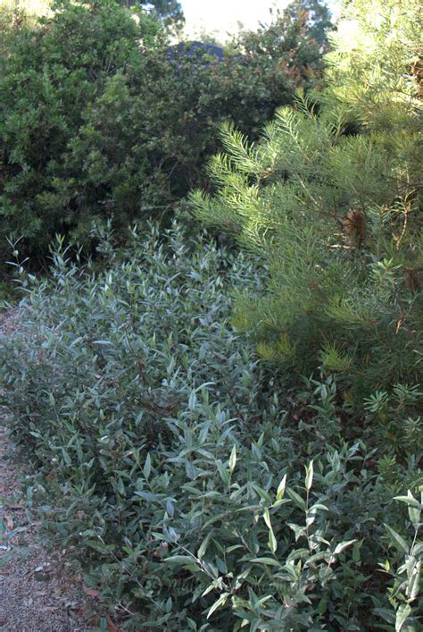 Native Plant Porn At Kuranga Nursery Mallee Design
