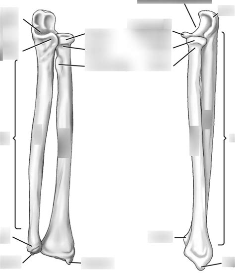 Forearm Labeling Diagram Quizlet