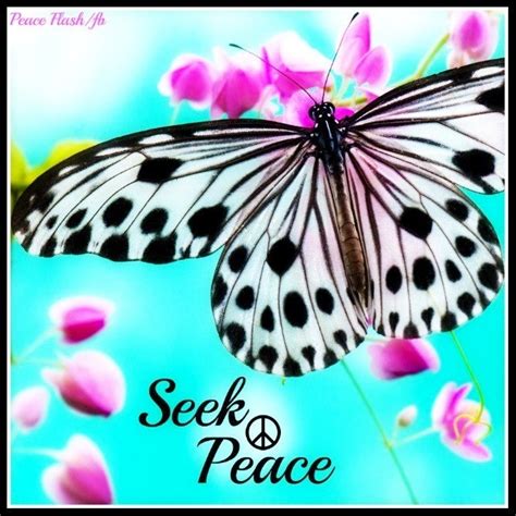 Seek Peace Butterfly On Pink Flowers