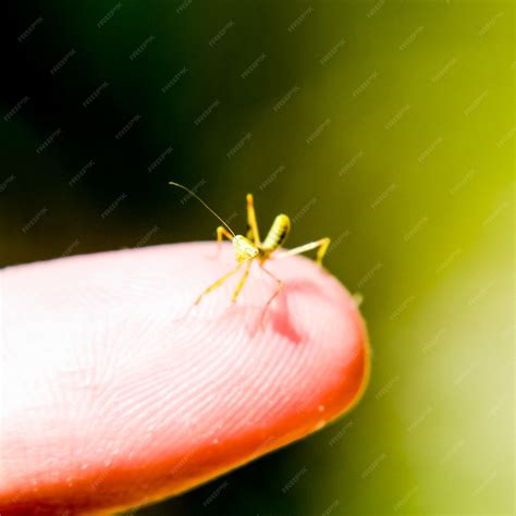 Premium Photo Larva Of The Mantis Nymph Mantis Growing Insect
