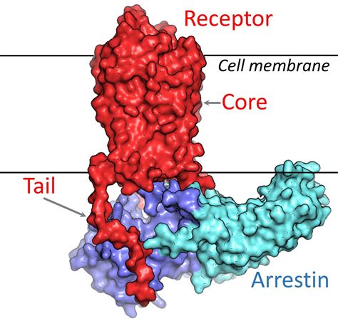 Communication In The Cell Important Step Of Eurekalert
