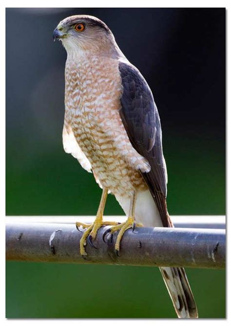 Coopers Hawk Desertusa