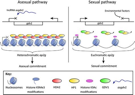 Regulation Of Sexual Commitment In Human Malaria Download Scientific Diagram