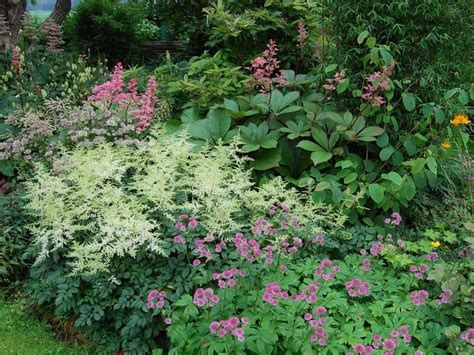 Что посадить в тени Варианты оформления тенистых уголков сада